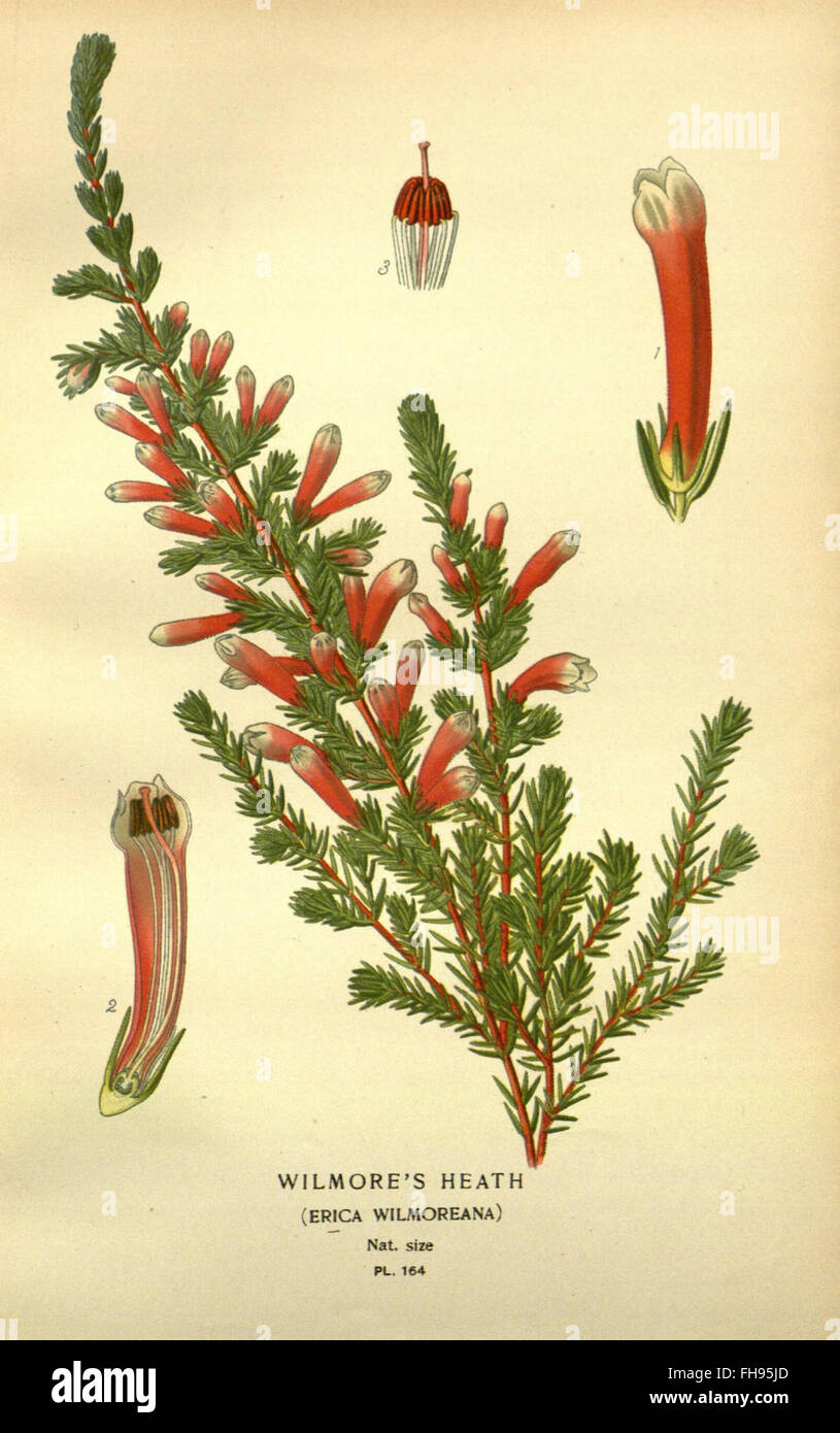 Lieblingsblumen des Gartens und Gewächshauses, 19. Jahrhundert ...