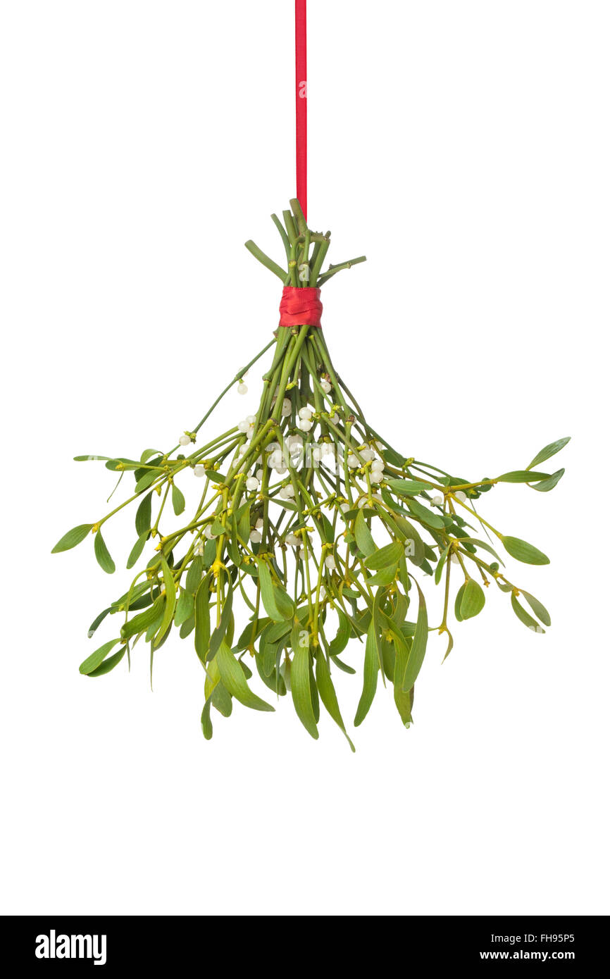 Frische Mistel Stockfotos und -bilder Kaufen - Alamy