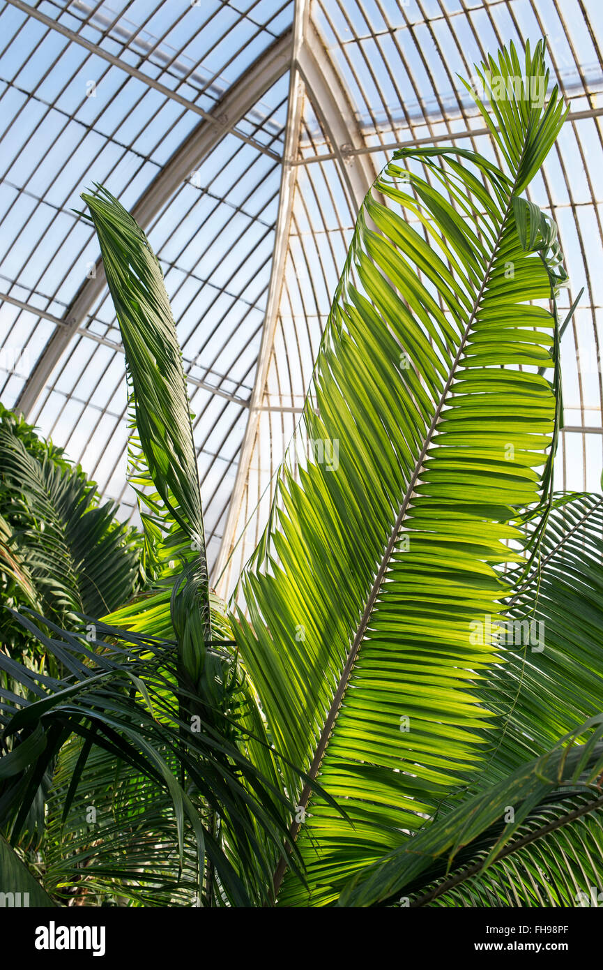 Ravenea moorei -Fotos und -Bildmaterial in hoher Auflösung – Alamy