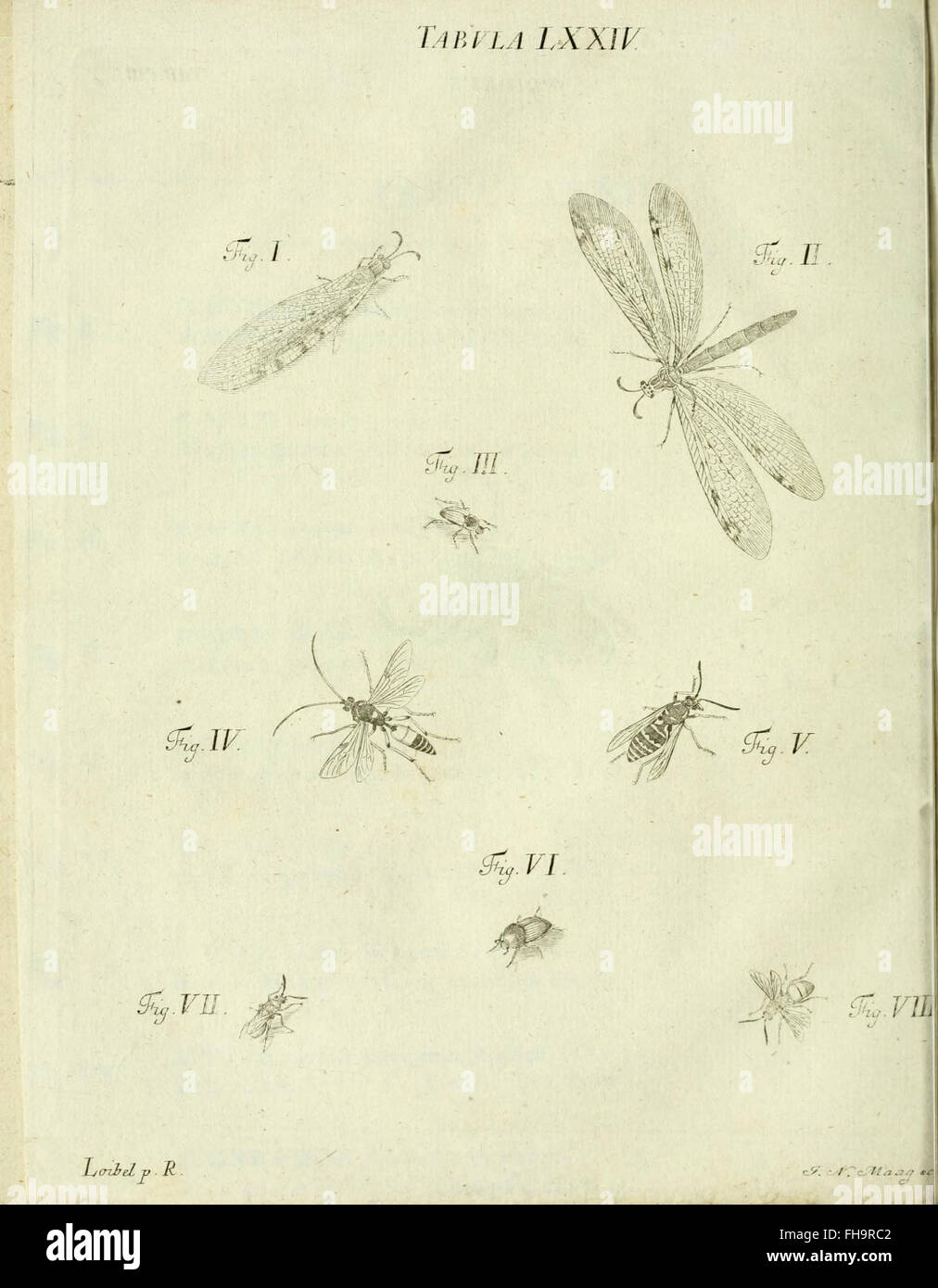 Ein illustriertes Werk von Jacob Christian Schaeffer, das die ...