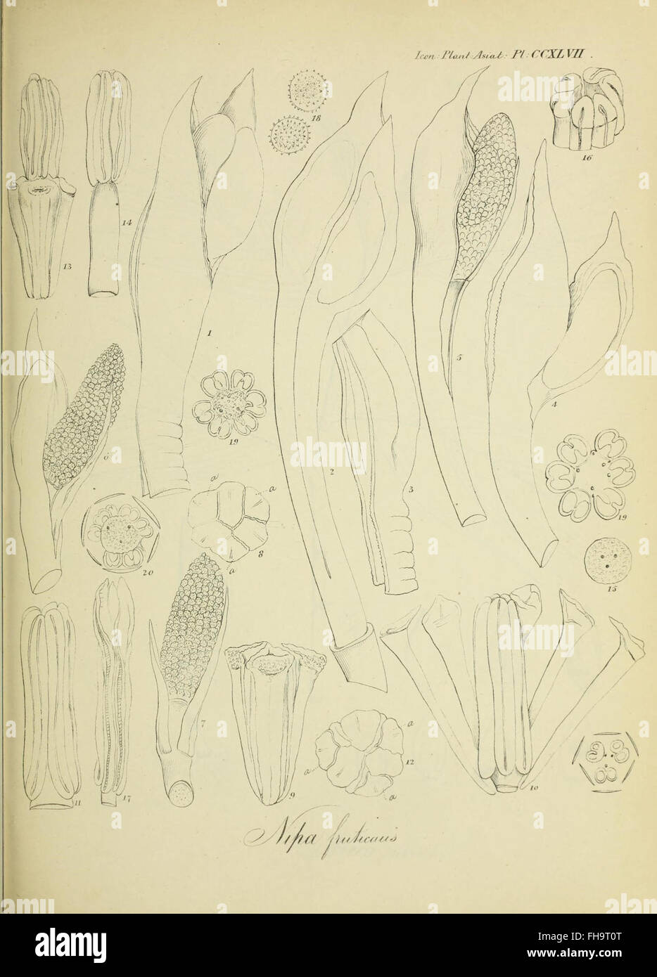 Icones Plantarum Asiaticarum, ein botanisches Werk, das Pflanzenarten ...