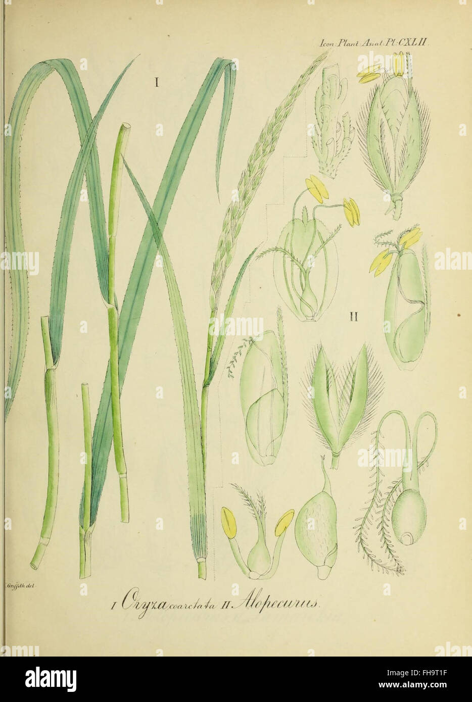 Ein botanisches Werk über die Flora Asiens mit detaillierten ...