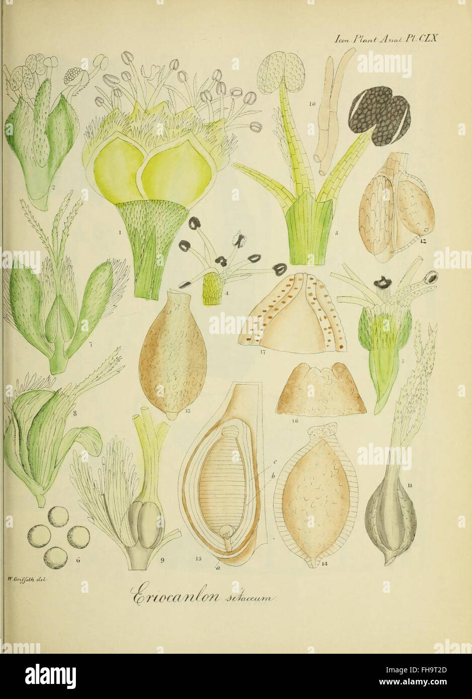 Icones plantarum asiaticarum ist ein einflussreiches botanisches Werk ...