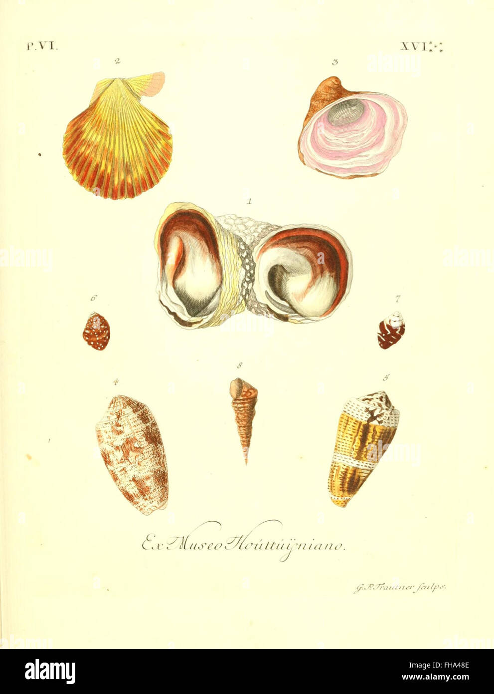 Ein französisches Werk aus dem 18. Jahrhundert, das verschiedene Arten ...