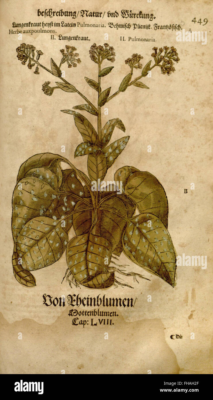 Ein botanisches Werk, das Heilpflanzen und Pharmakognosie aus antiken ...