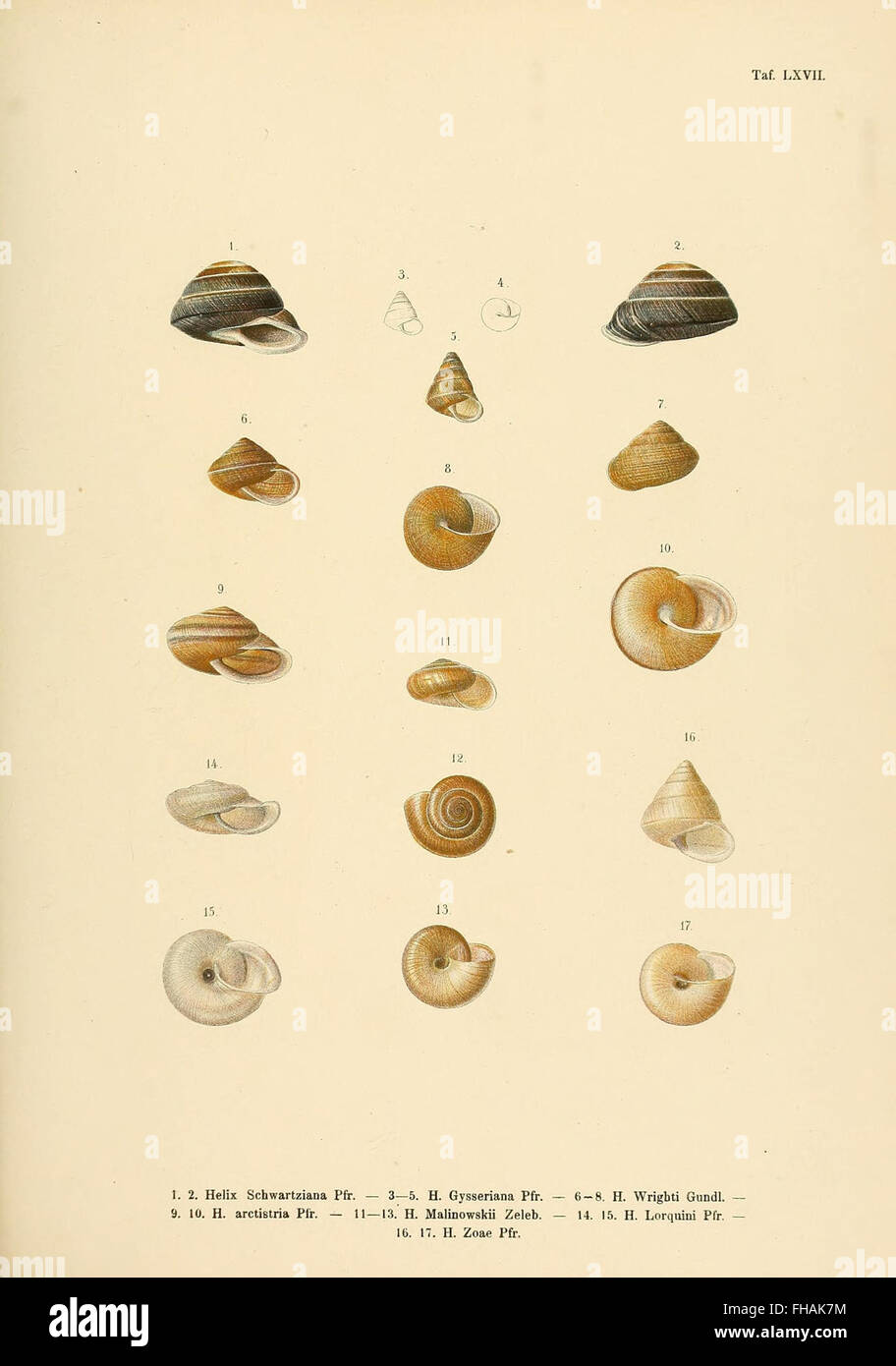 Novitates Conchologicae, Mollusken, Conchology, Smithsonian Libraries ...