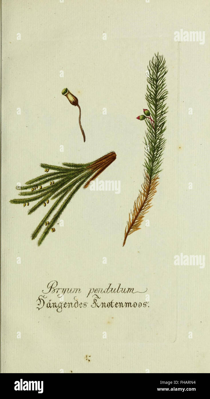 Plantarum Indigenarum et Exoticarum, eine illustrierte Sammlung ...