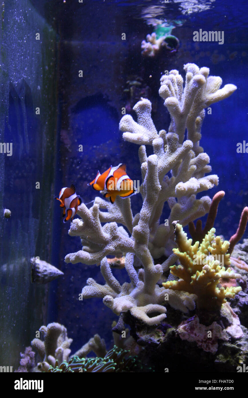 Clownfische in Korallen aquarium Stockfotografie - Alamy