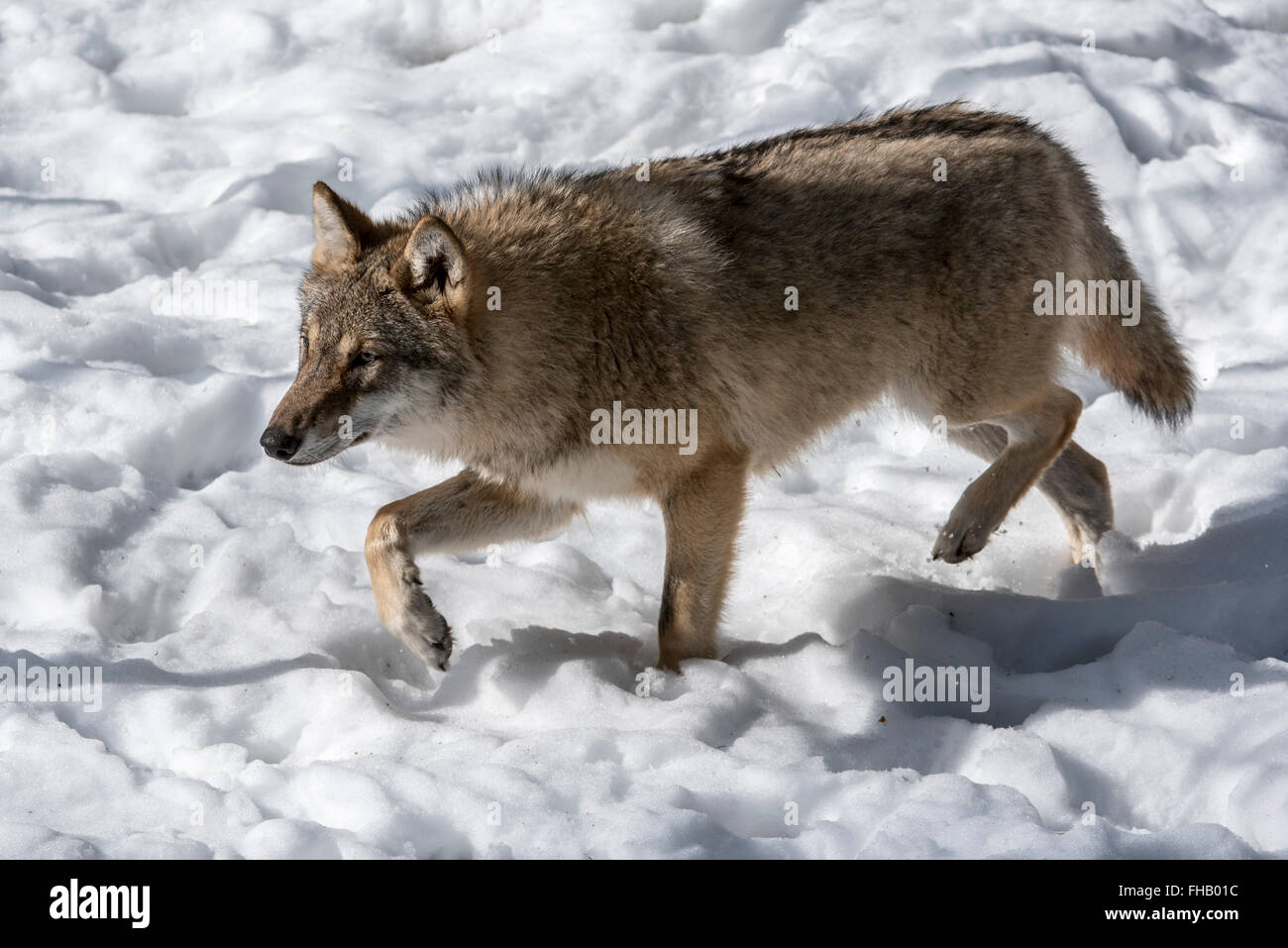 Einsamer grauer Wolf / Wolf grey / Timber Wolf (Canis Lupus) laufen im ...