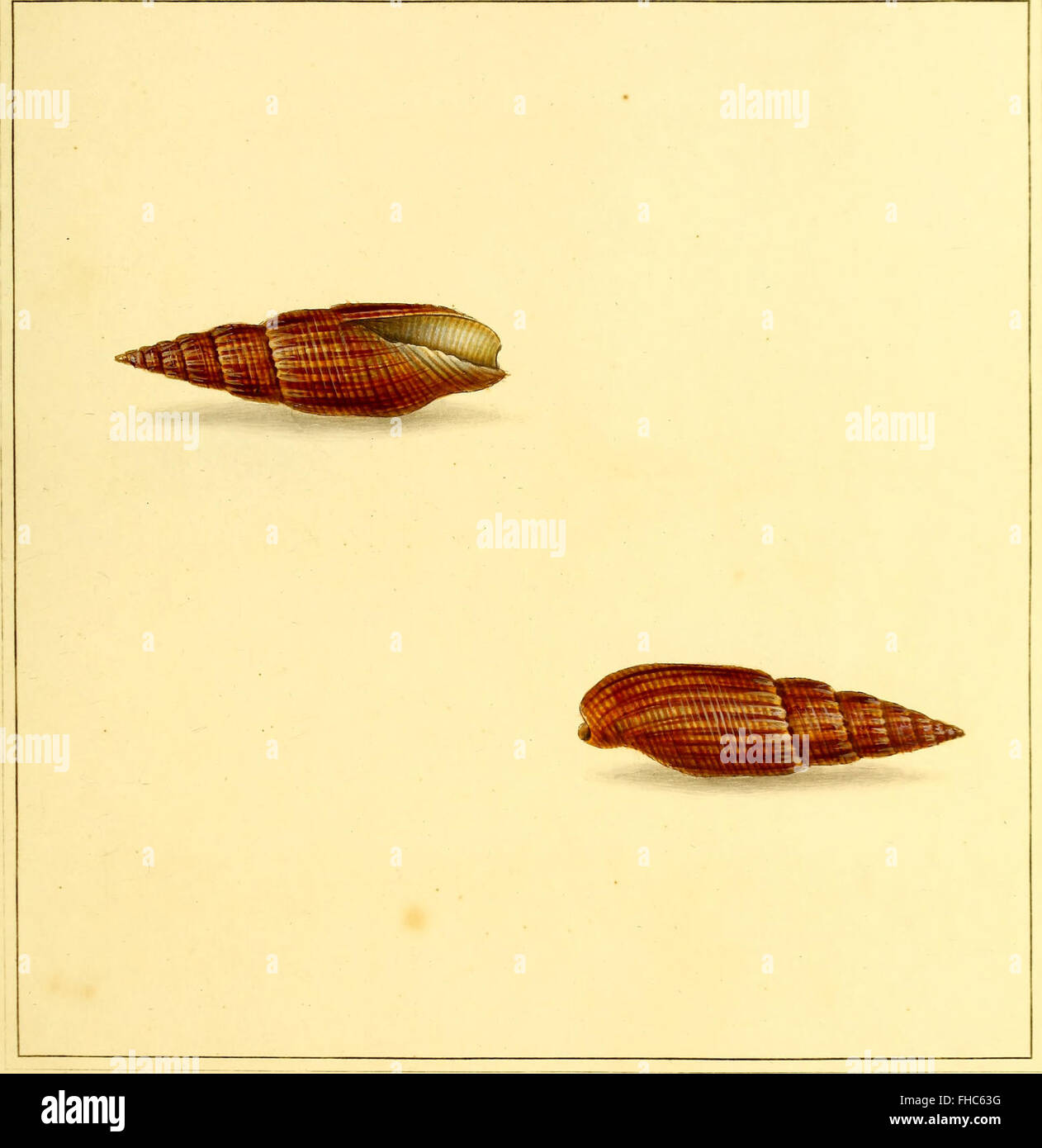 The Universal Conchologist, ein detailliertes Werk aus dem Jahr 1789 ...