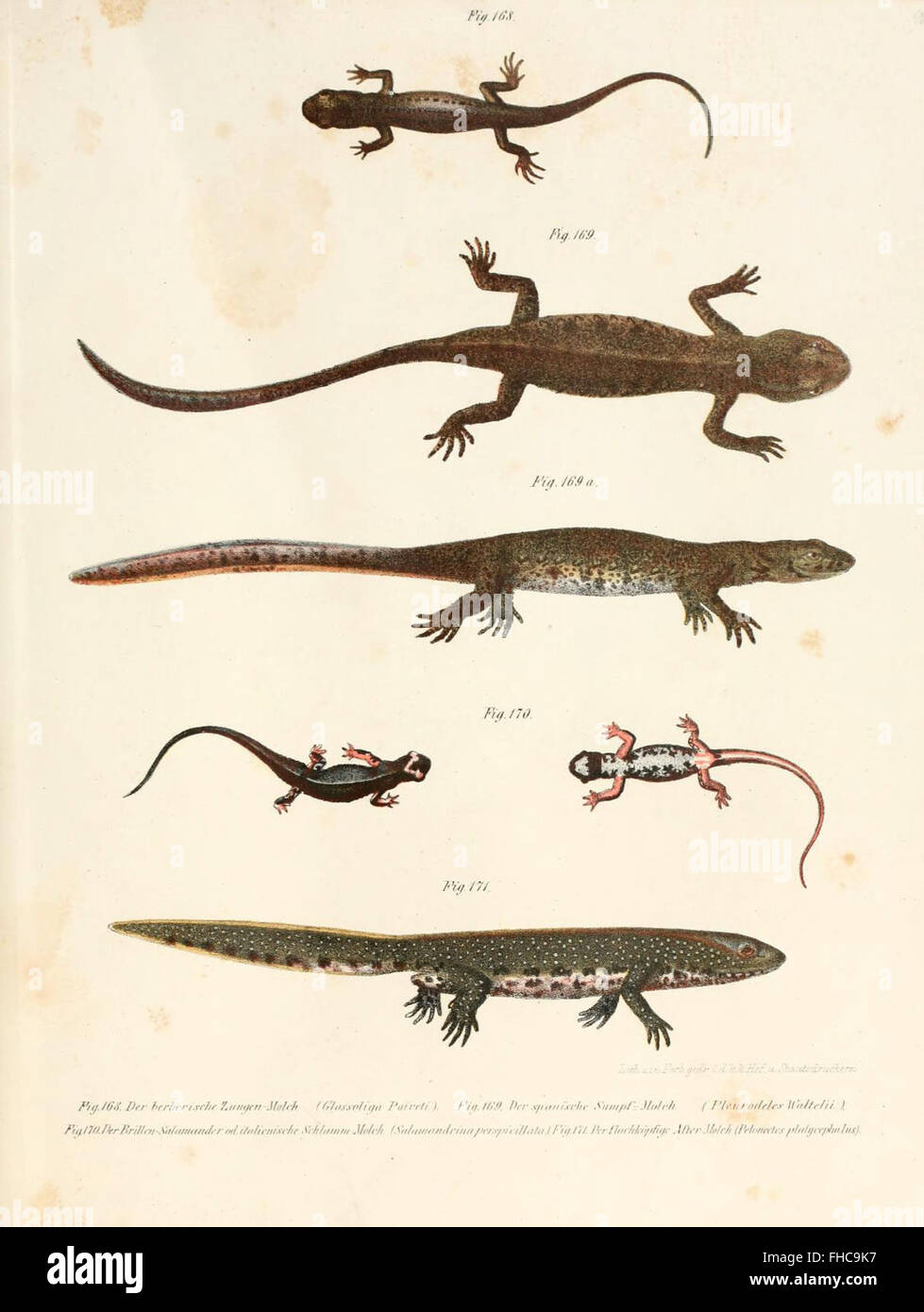 Picture Atlas for Popular Scientific Natural History of Wirbeltiere ...