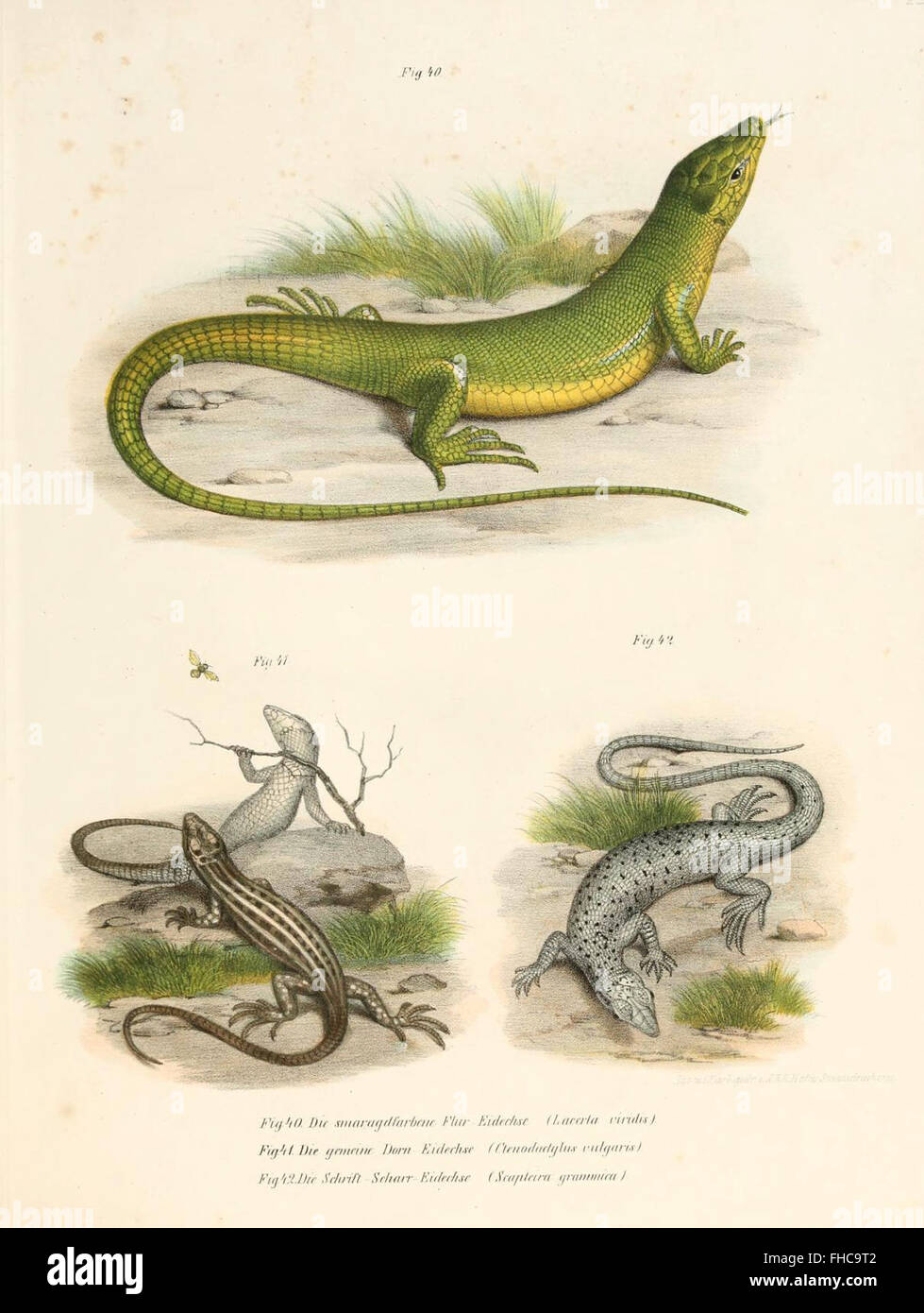 Ein illustrierter atlas mit Wirbeltieren, insbesondere Amphibien und ...