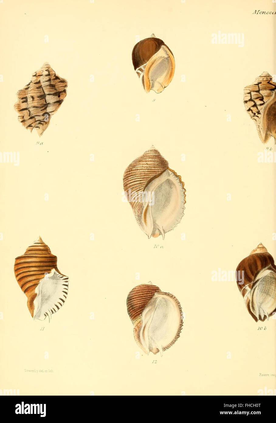 Illustrierte sammlung verschiedener arten von muscheln -Fotos und ...