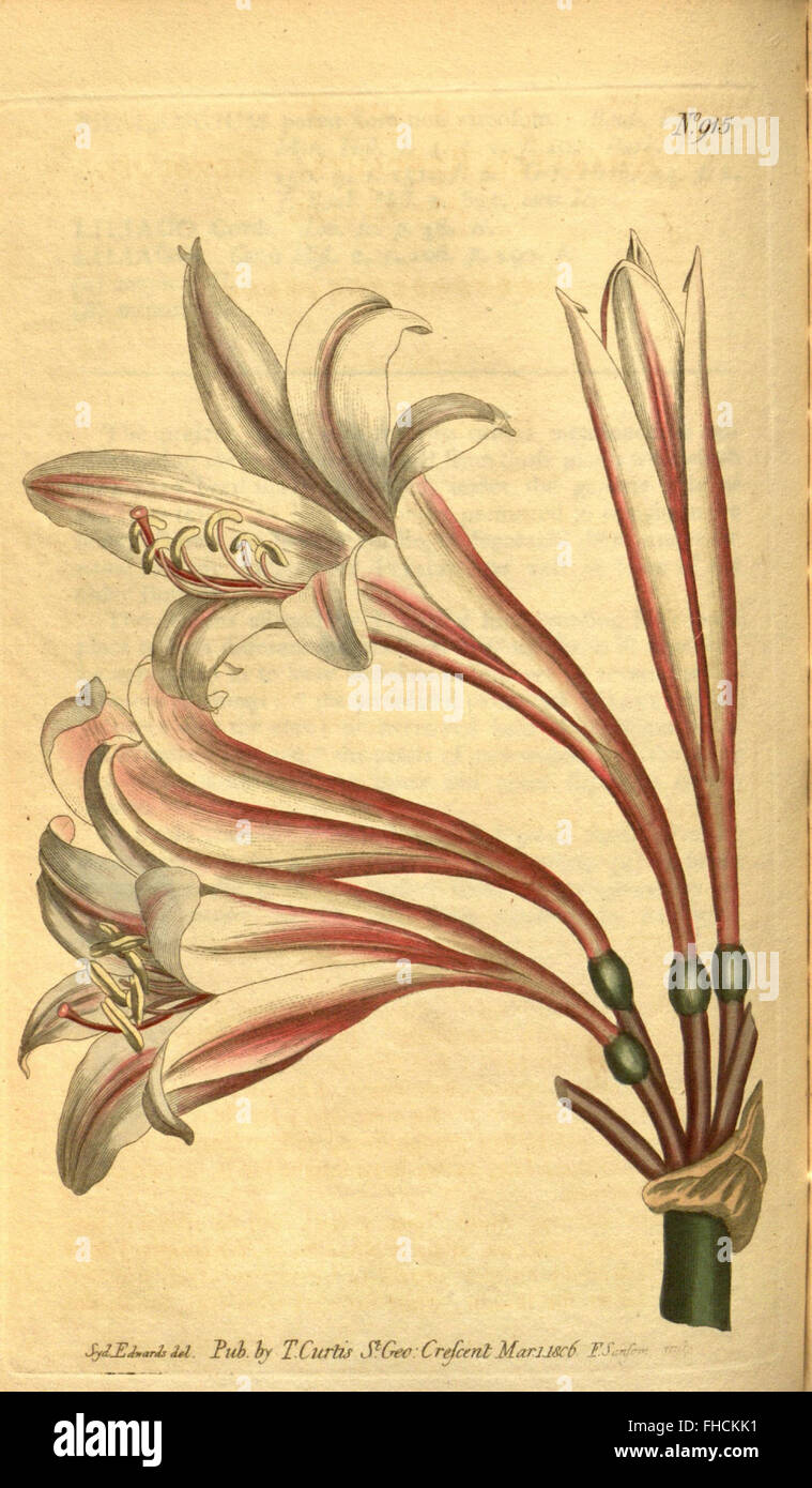 Curtis's Botanical Magazine, eine historische Zeitschrift, die ...