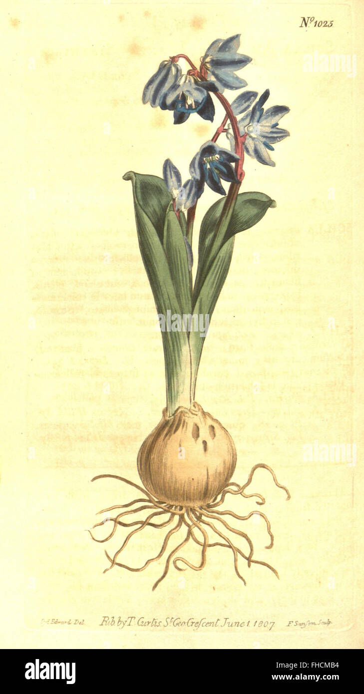 Curtis's Botanical Magazine, eine Zeitschrift, die botanische ...