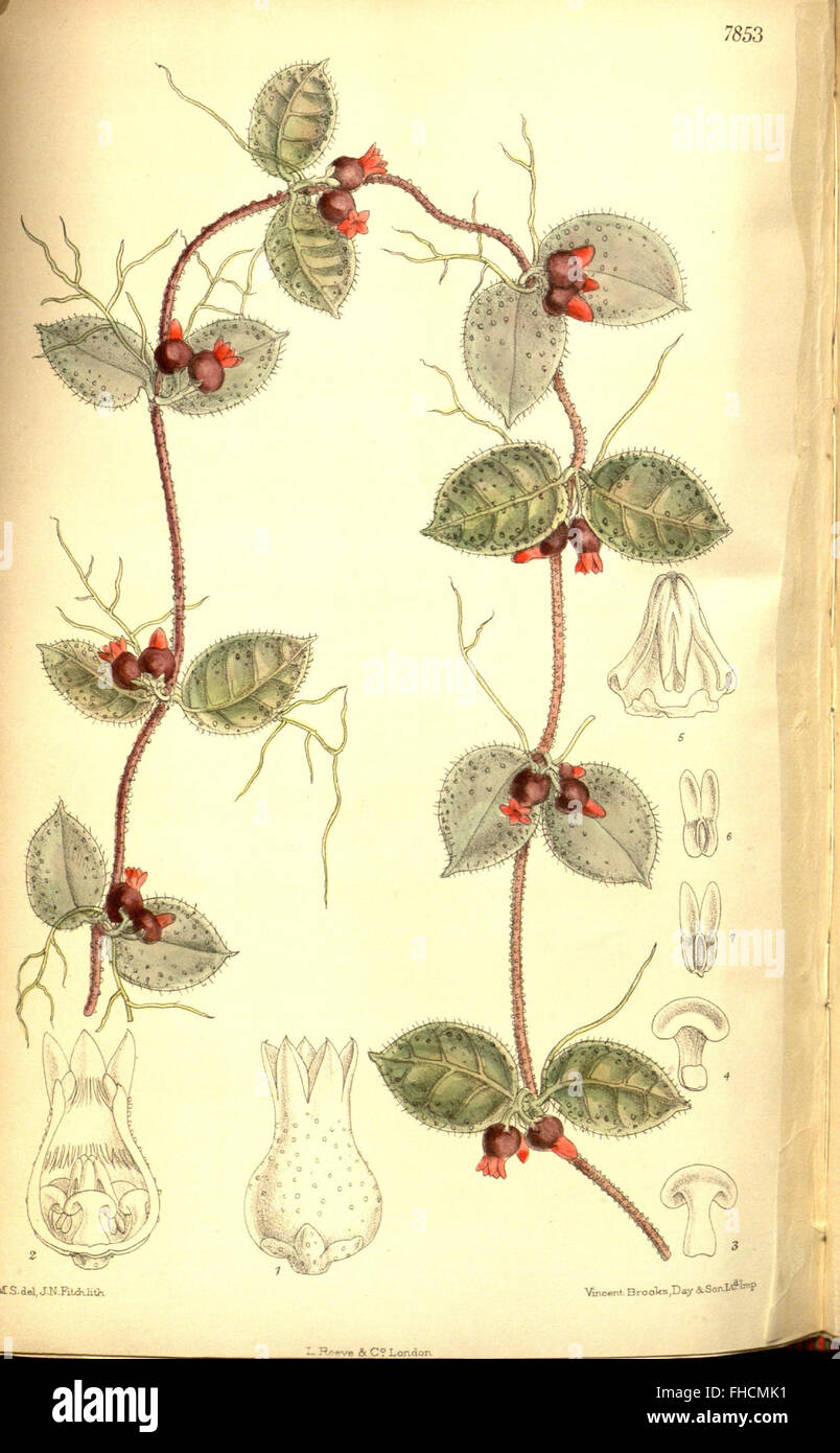 Eine Ausgabe von Curtis's Botanical Magazine im Missouri Botanical ...