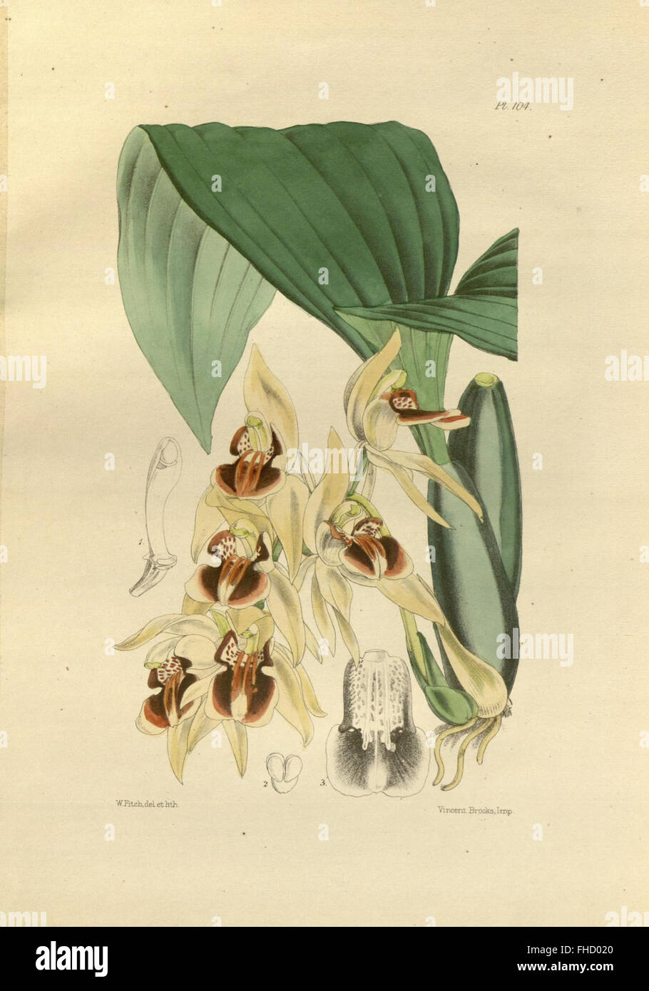 104: Ein zweites Jahrhundert Orchideenpflanzen erforscht die ...