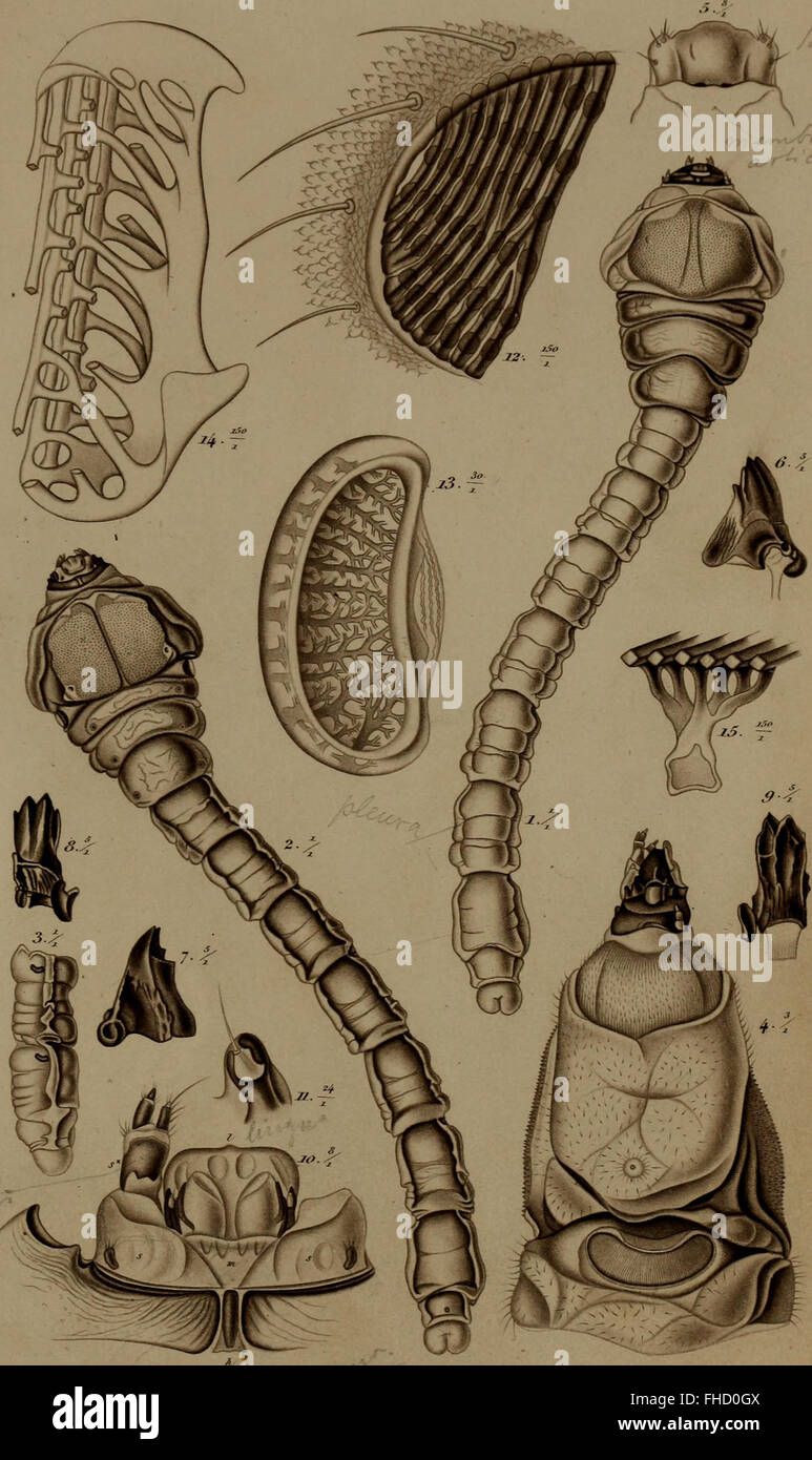 Eine Arbeit aus dem Jahr 1861 über die Metamorphose von Insekten, die ...