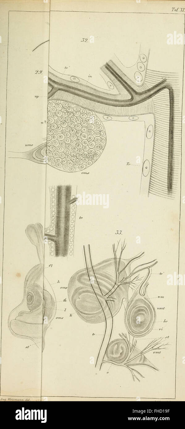 Die Entwicklung der Dipteren, ein Werk von 1864 über die Evolution der ...