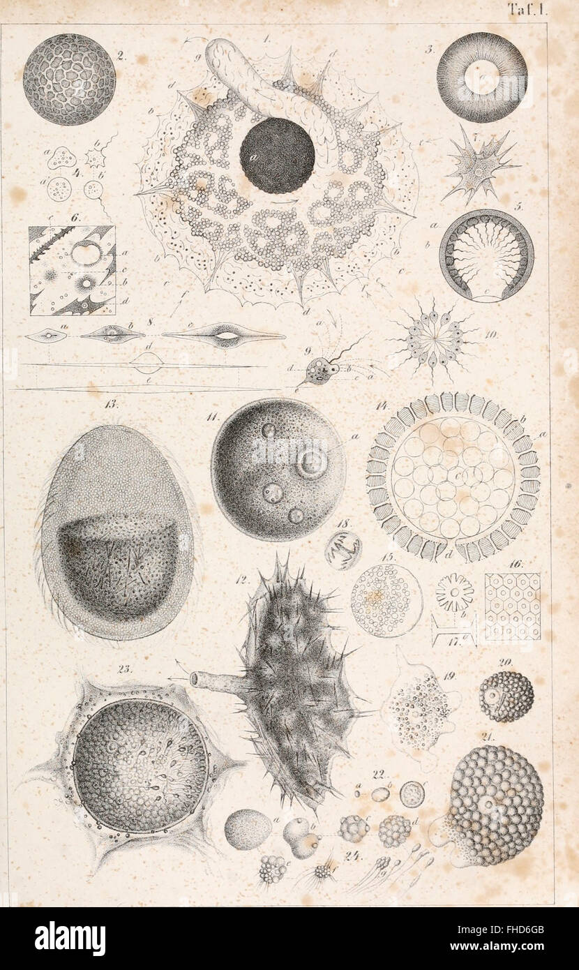 Systematische erforschung der tieranatomie -Fotos und -Bildmaterial in ...