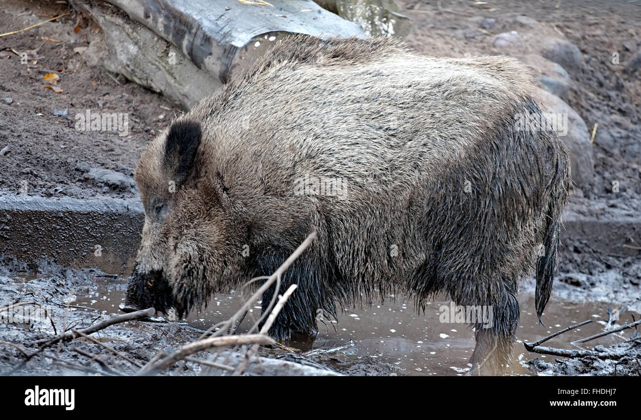 Schmutzige tierwelt -Fotos und -Bildmaterial in hoher Auflösung – Alamy