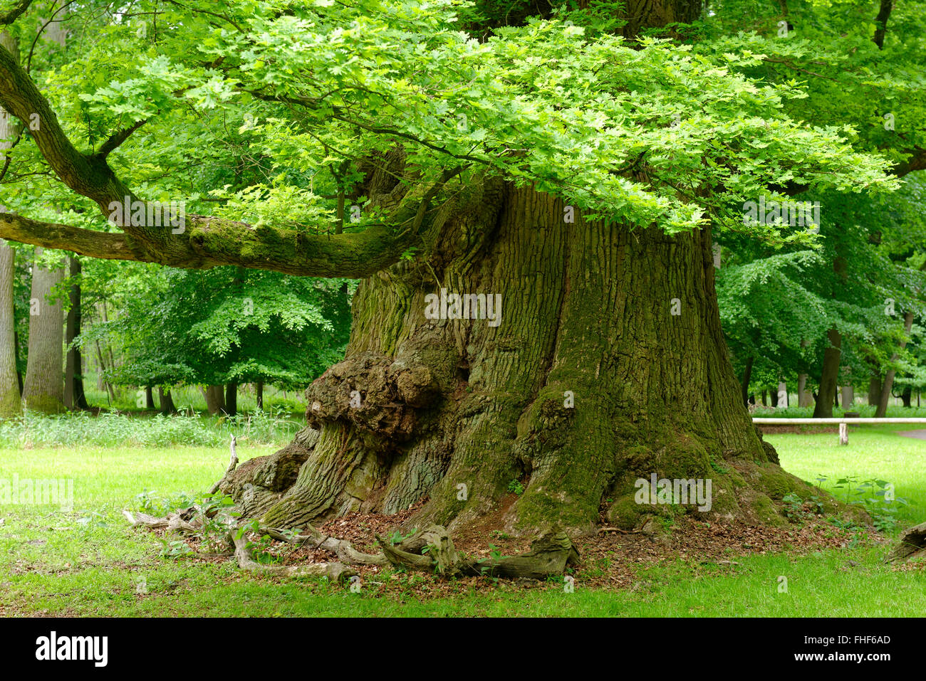 Eichen von Ivenack, ältesten Eichen in Ivenack bei Stavenhagen ...