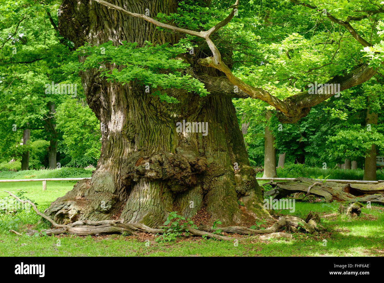 Eichen von Ivenack, ältesten Eichen in Ivenack bei Stavenhagen ...