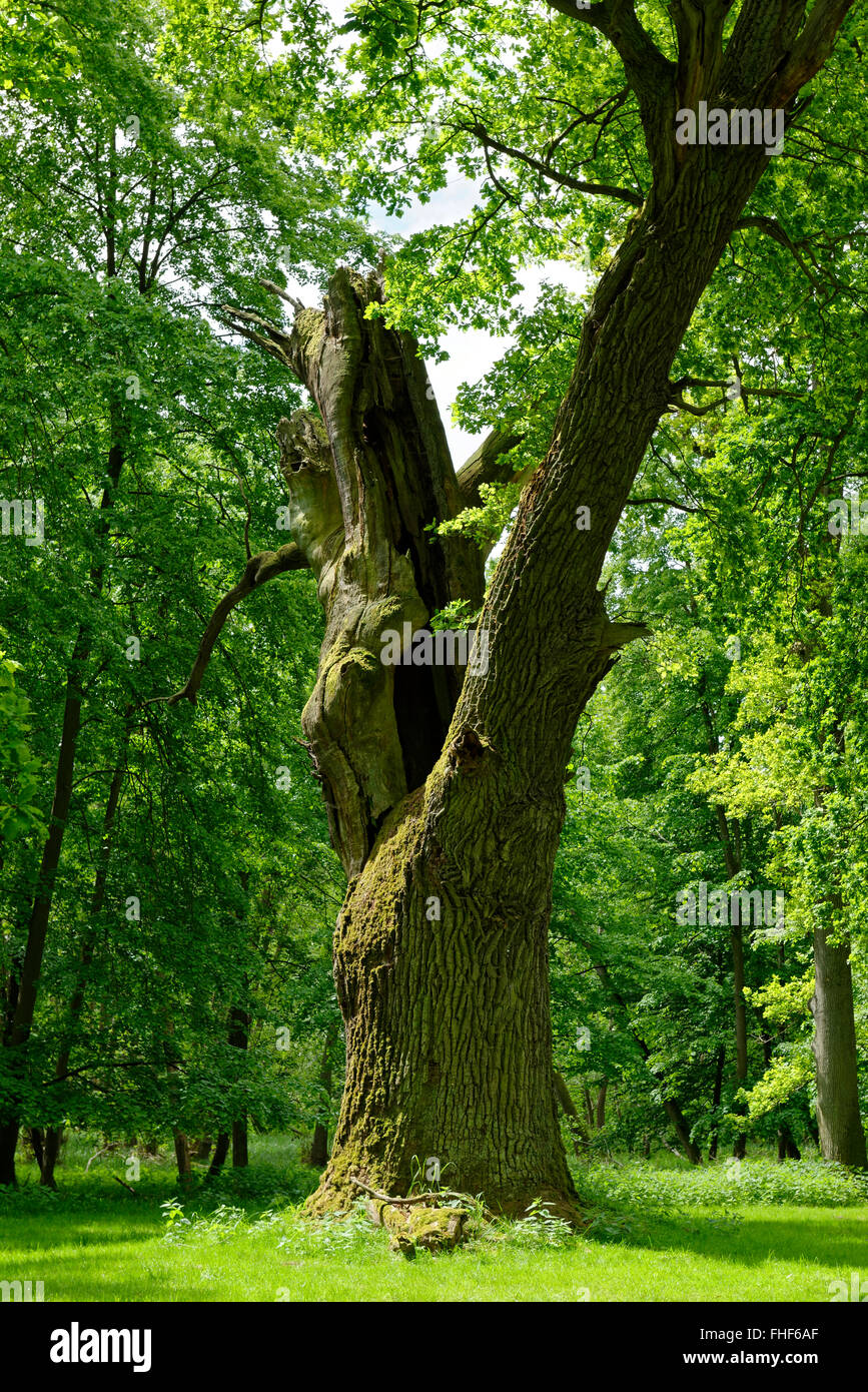 Eichen von Ivenack, ältesten Eichen in Ivenack bei Stavenhagen ...
