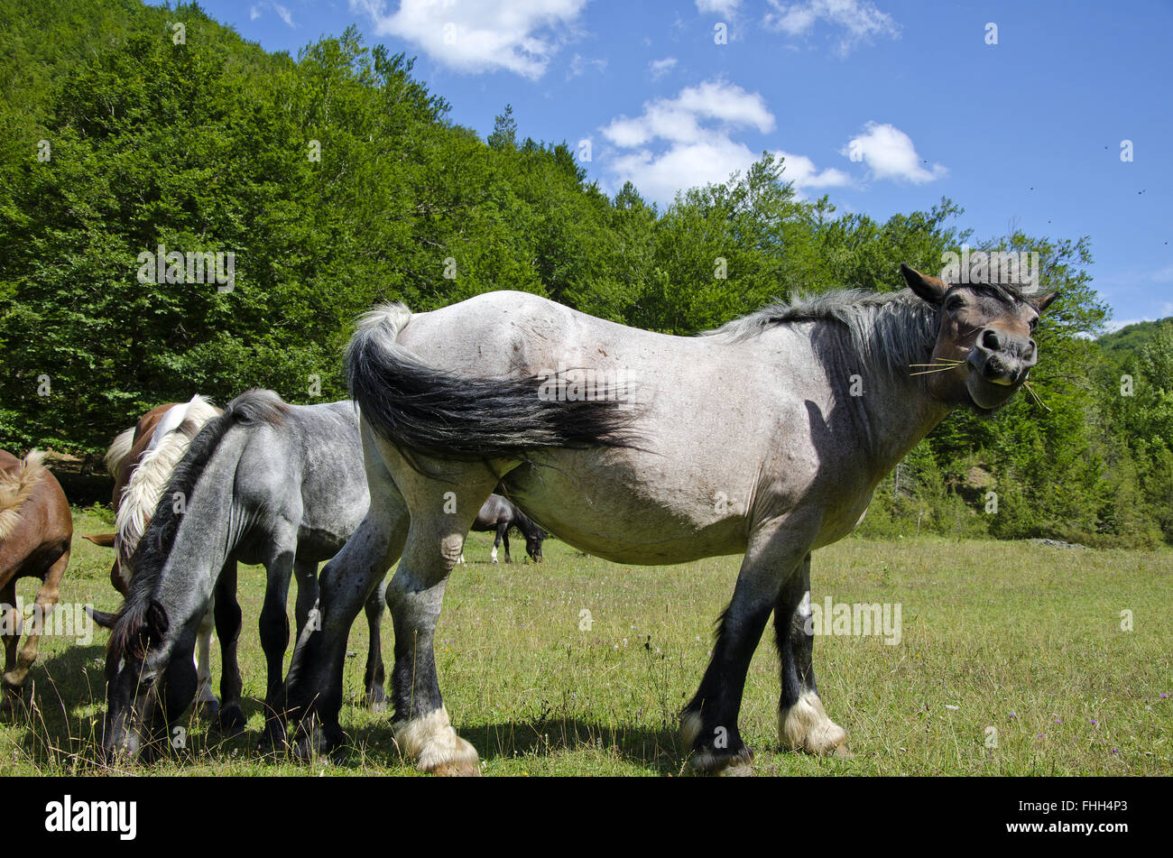 Lustiges pferd -Fotos und -Bildmaterial in hoher Auflösung – Alamy