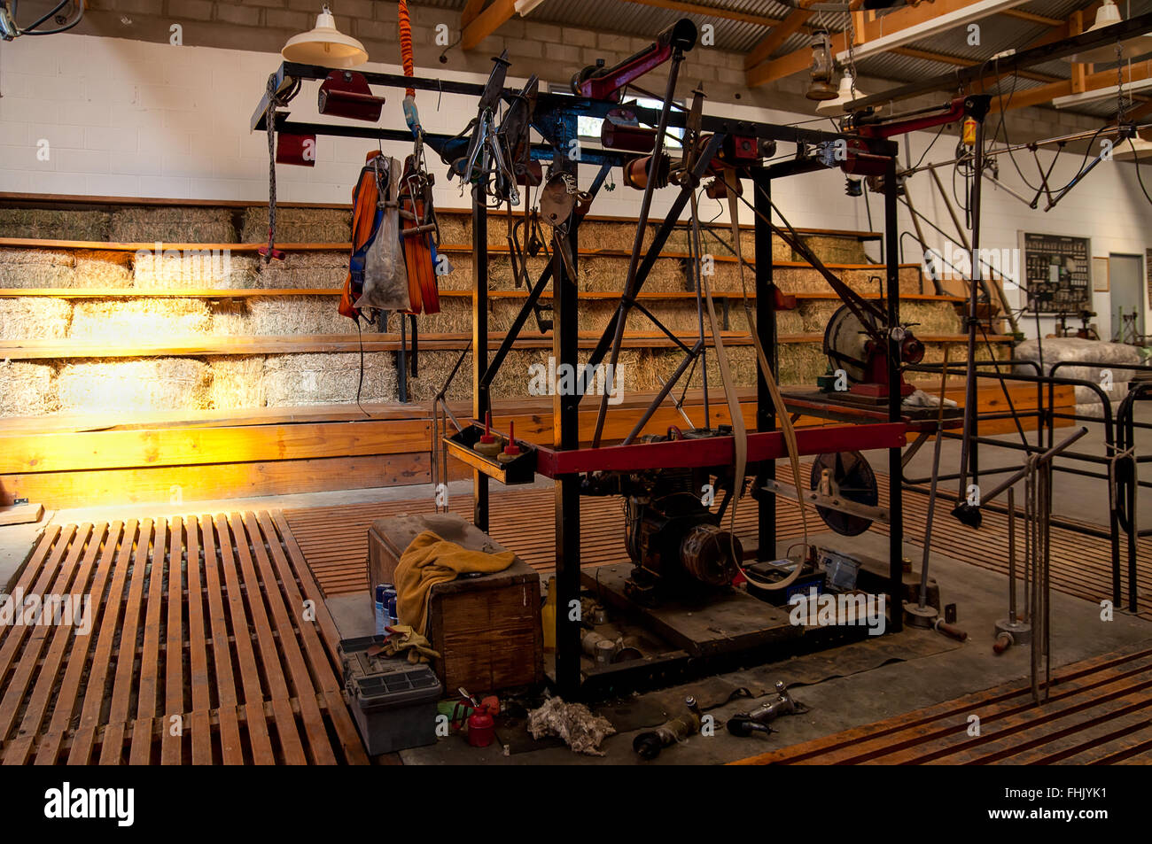 Sheep shearing -Fotos und -Bildmaterial in hoher Auflösung – Alamy