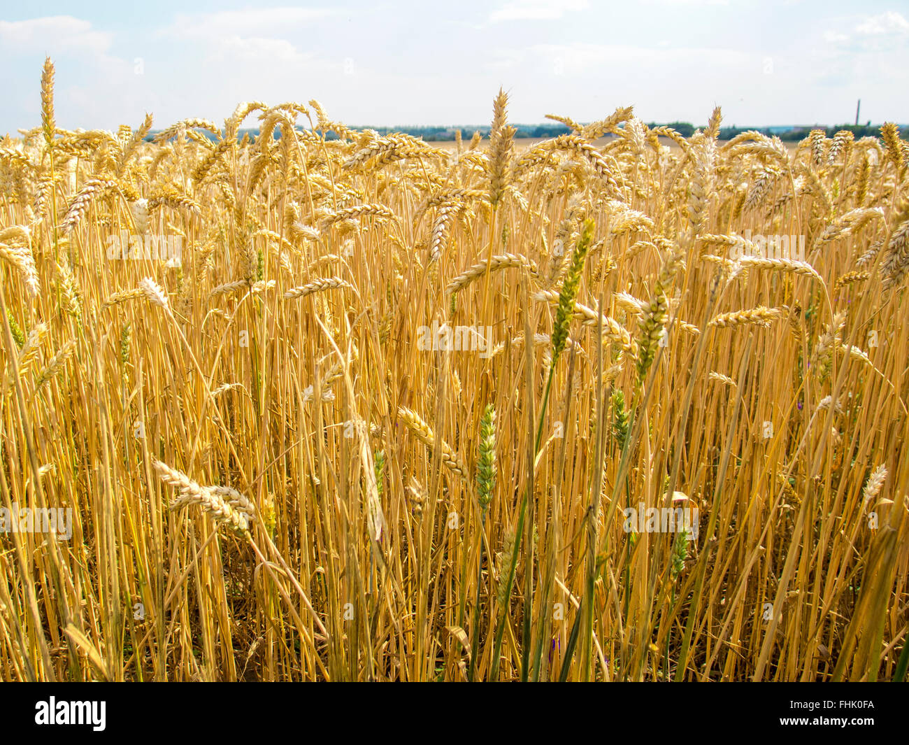 Goldene Weizenfeld hautnah. Ukraine, Europa Stockfotografie - Alamy