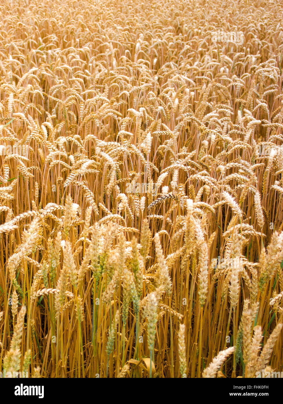 Weizen ukraine -Fotos und -Bildmaterial in hoher Auflösung – Alamy