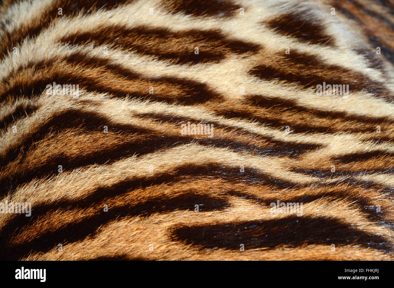 Sumatra tigerfell -Fotos und -Bildmaterial in hoher Auflösung – Alamy
