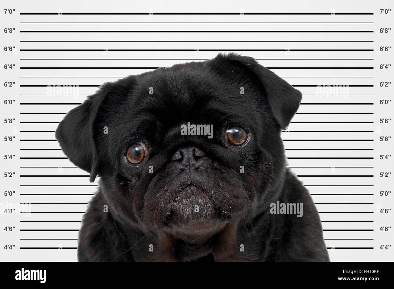 Mops becher -Fotos und -Bildmaterial in hoher Auflösung – Alamy