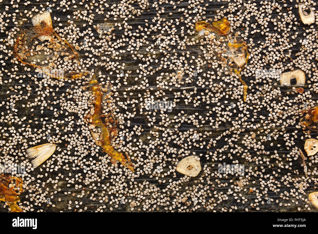 Nori seaweed -Fotos und -Bildmaterial in hoher Auflösung – Alamy