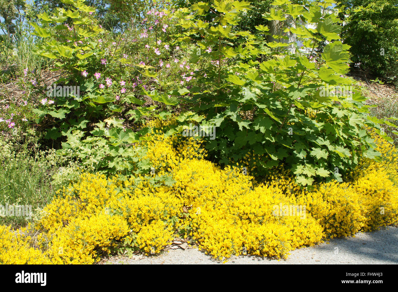 Genista lydia -Fotos und -Bildmaterial in hoher Auflösung – Alamy