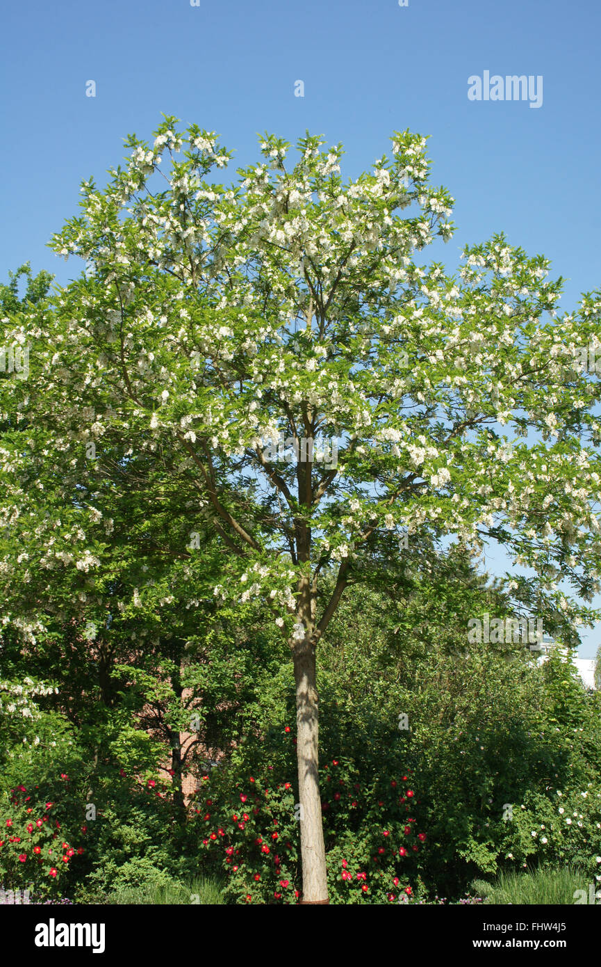 Robinia Pseudoacacia, Robinie Stockfotografie - Alamy