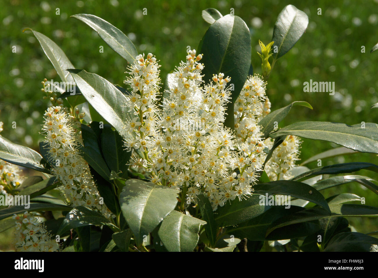 Prunus Laurocerasus, Lorbeer-Kirsche Stockfotografie - Alamy