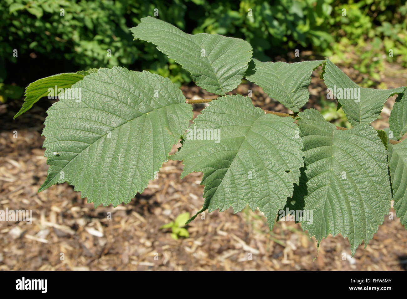 Ulmus Glabra, Berg-Ulme Stockfotografie - Alamy