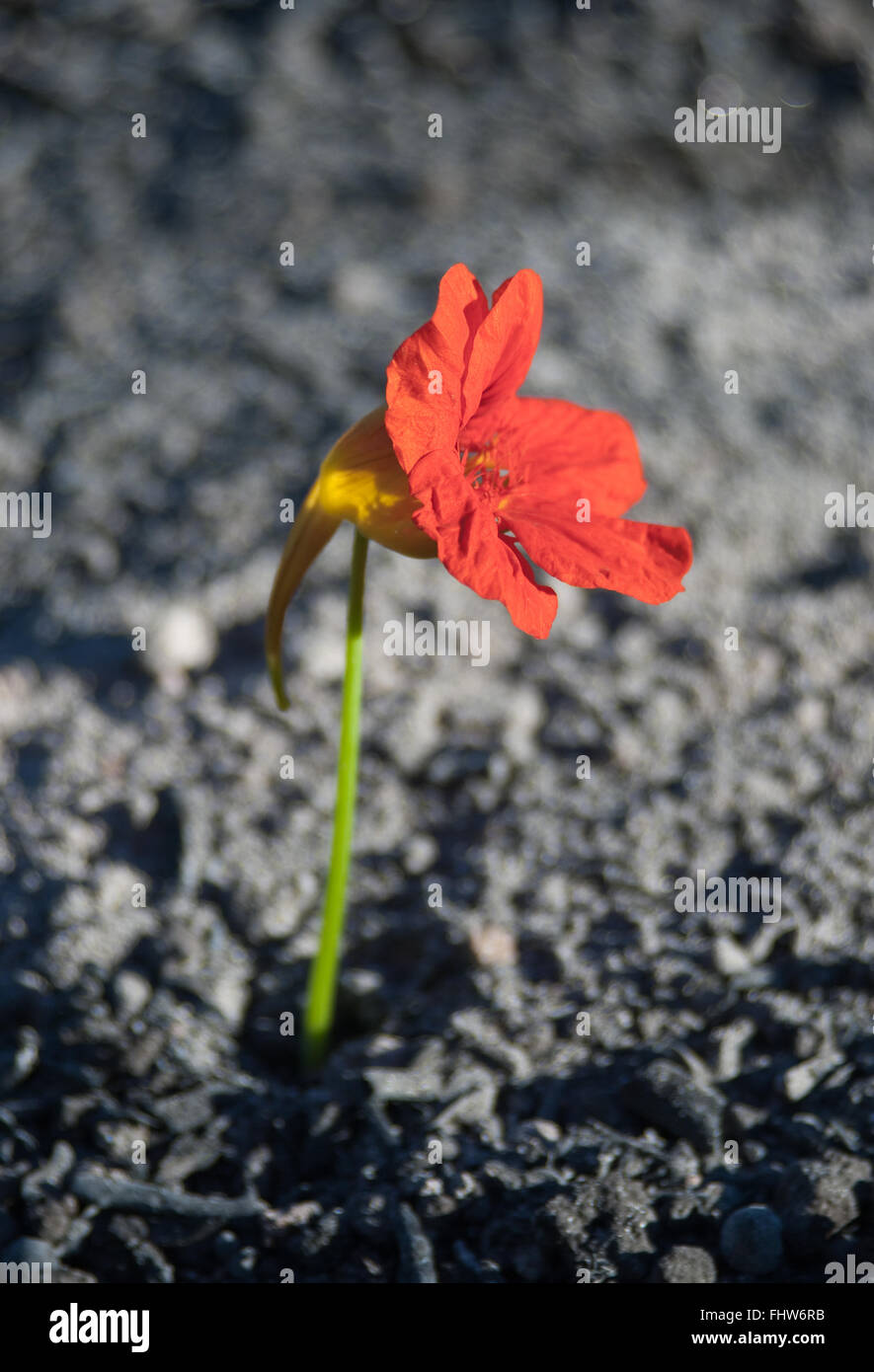 Asche zu neuem Stockfotos und -bilder Kaufen - Alamy