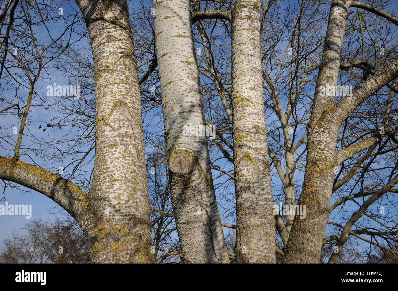 Weisspappel Silber Pappel Populus Alba Stockfotos und -bilder Kaufen ...