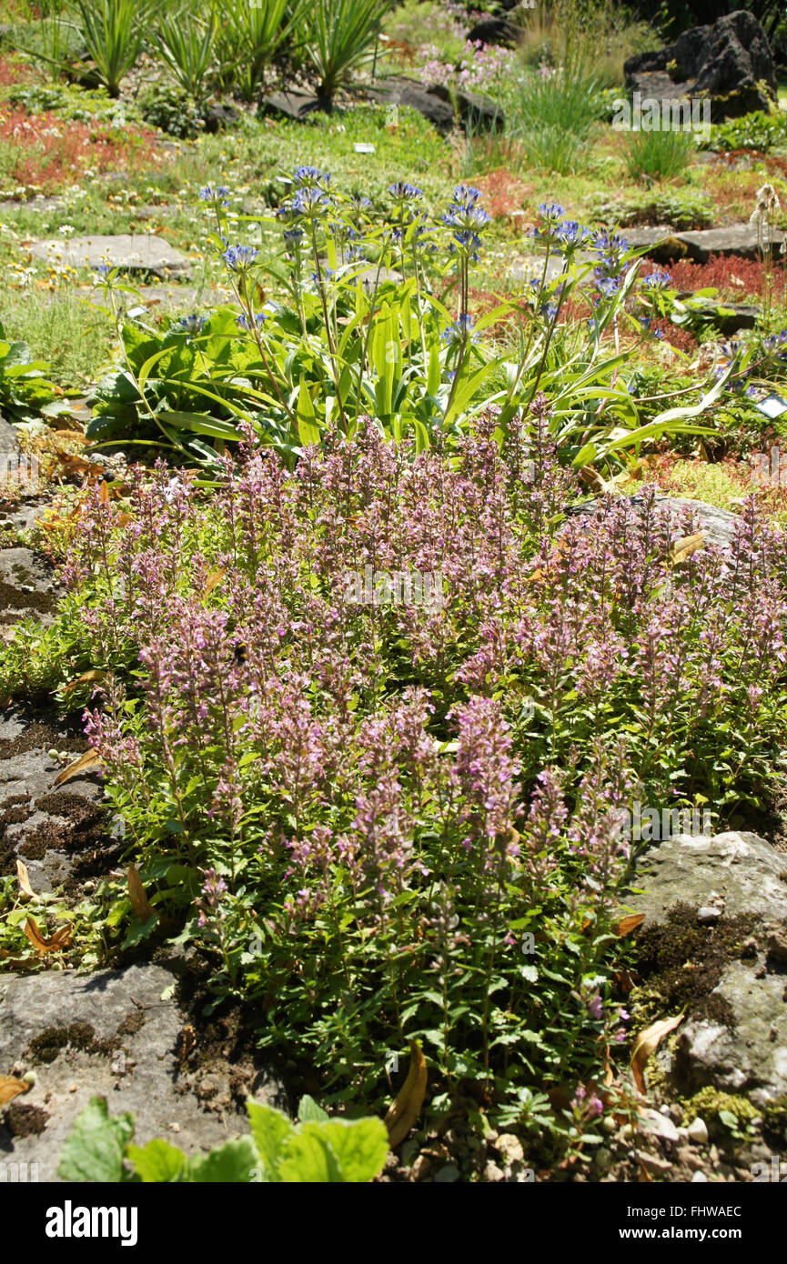 Teucrium chamaedrys -Fotos und -Bildmaterial in hoher Auflösung – Alamy