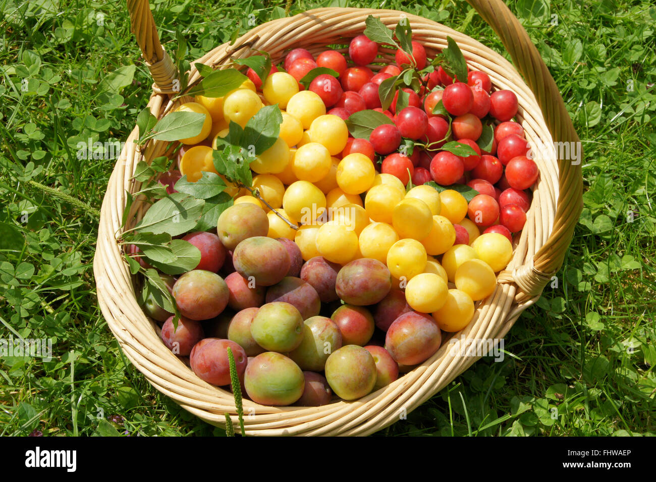 Prunus italica -Fotos und -Bildmaterial in hoher Auflösung – Alamy