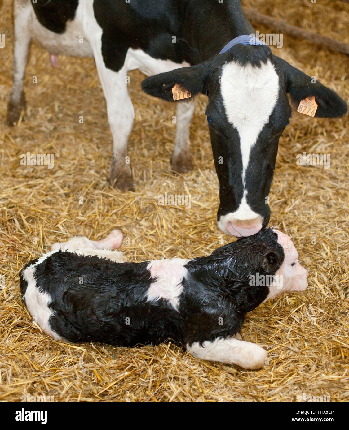 Calving cow -Fotos und -Bildmaterial in hoher Auflösung – Alamy