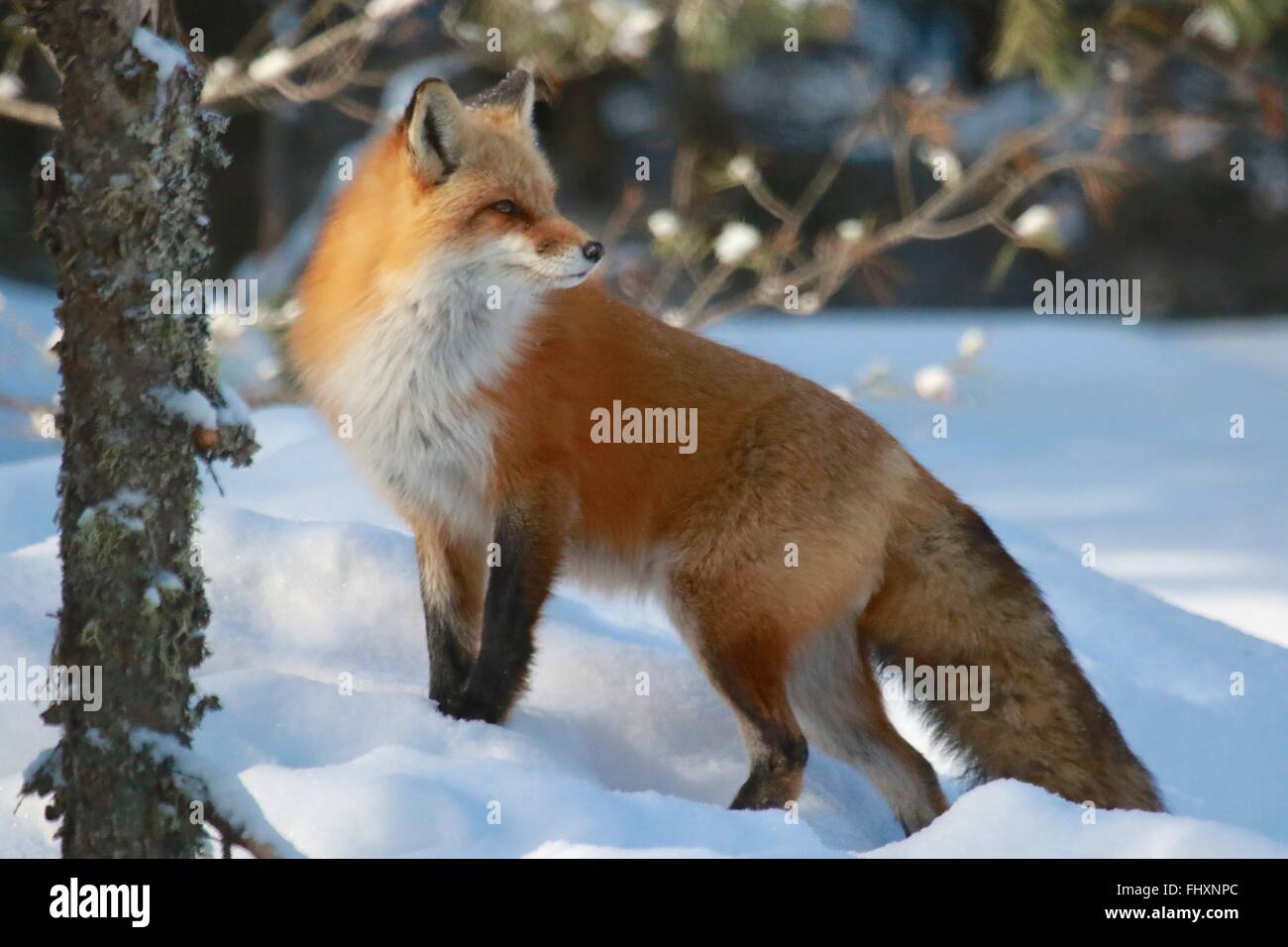 Fuchs im schnee -Fotos und -Bildmaterial in hoher Auflösung – Alamy