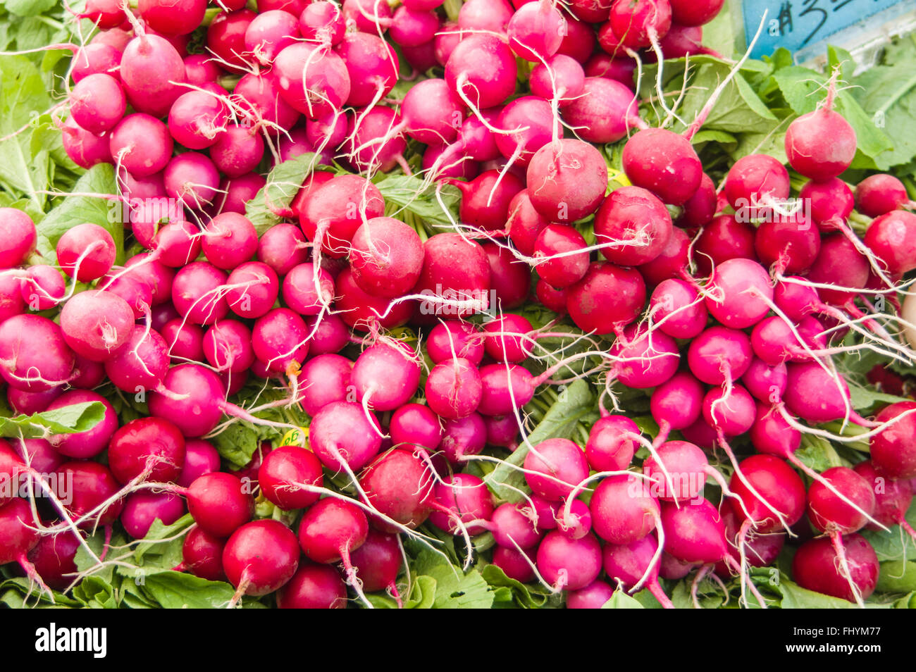 Anzeige der frischen roten Radieschen auf dem Bauernmarkt. Beaverton ...
