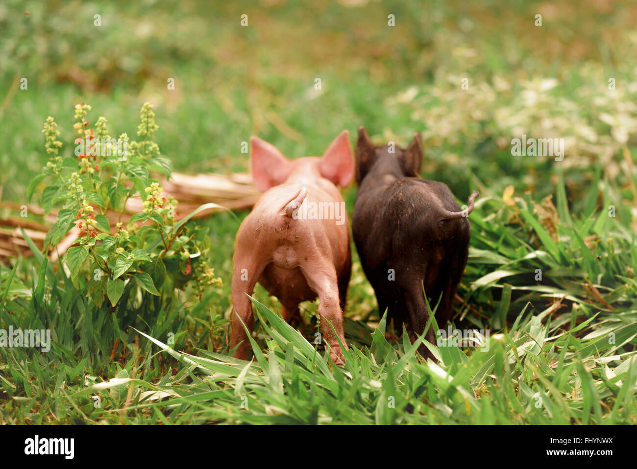 Zwei ferkel im gras -Fotos und -Bildmaterial in hoher Auflösung – Alamy