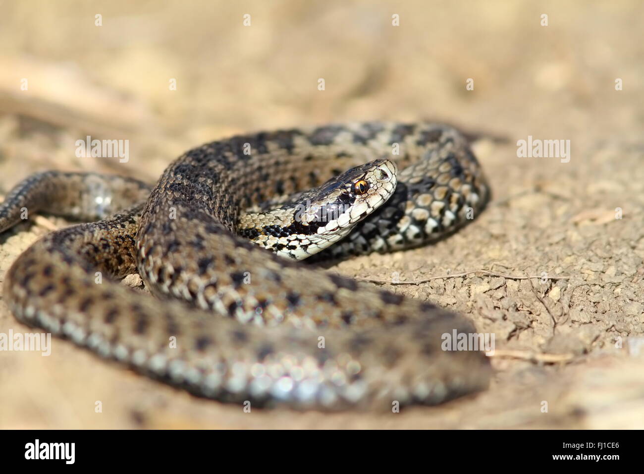 Ursini viper vipera ursinii -Fotos und -Bildmaterial in hoher Auflösung ...