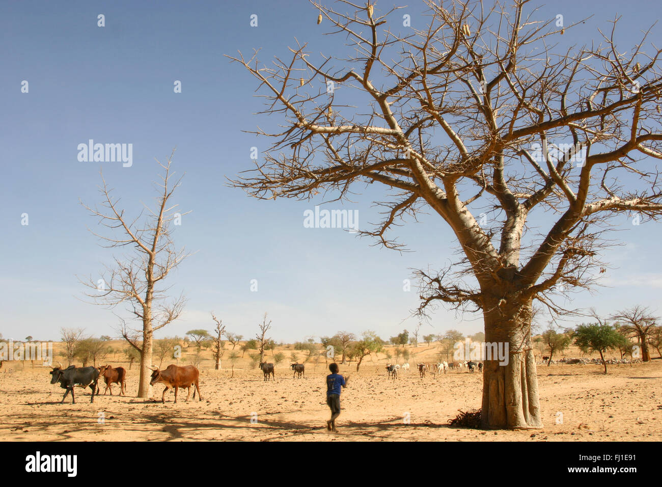 Dry Land Cows Africa Stockfotos und -bilder Kaufen - Alamy