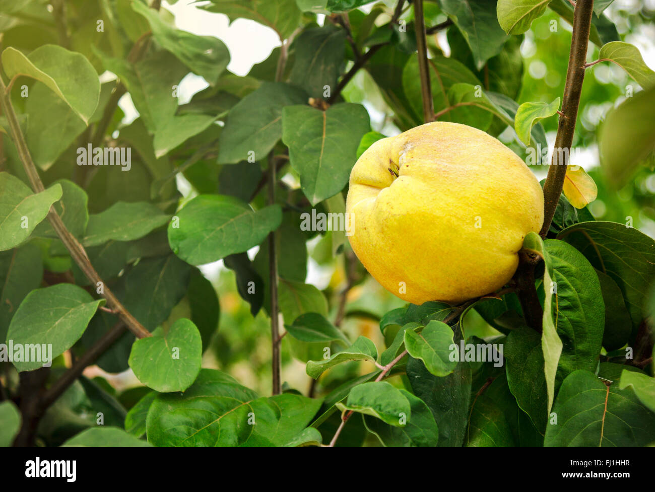 Quince fruit -Fotos und -Bildmaterial in hoher Auflösung – Alamy